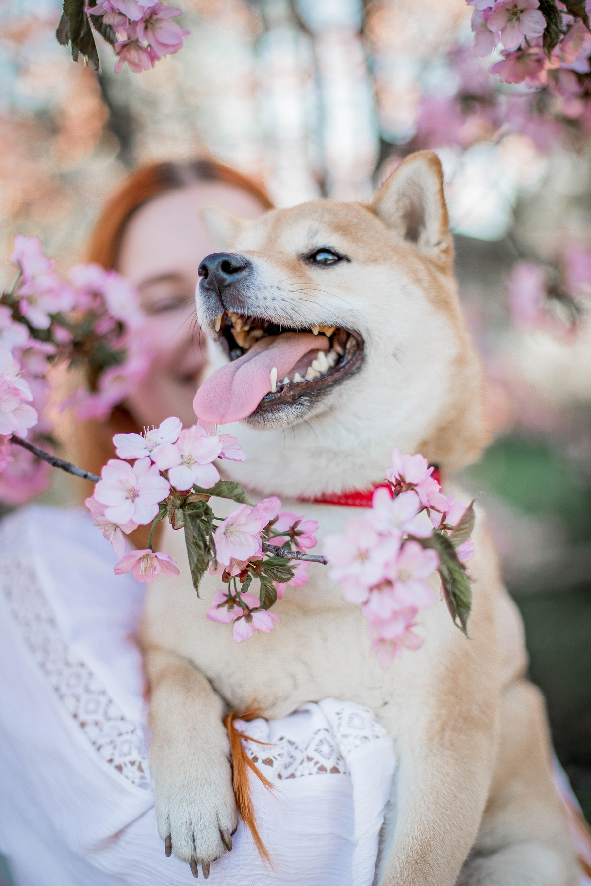 Nom De Chien Femelle Quel Pr nom Choisir Pour Une Chienne Nom De Chien Femelle Quel Pr nom Choisir Pour Une Chienne