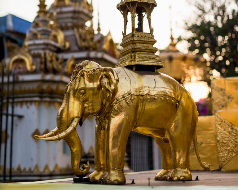 Découvrez le symbolisme animal